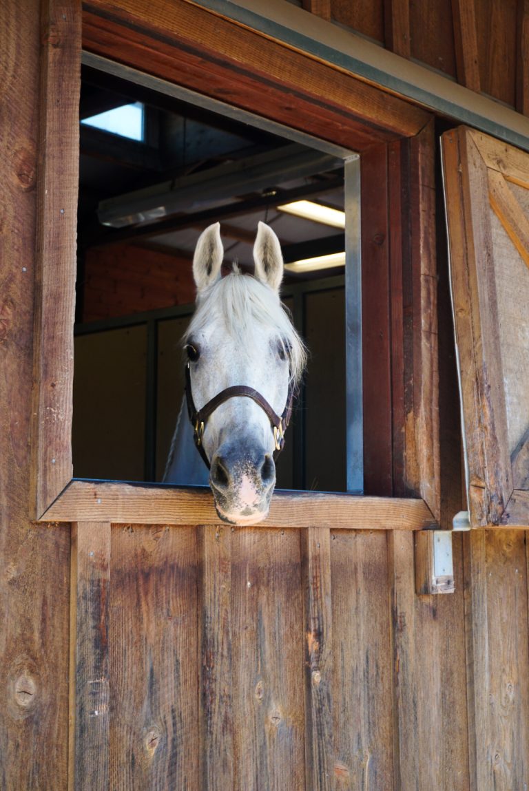 NW Equine Performance | Equine Sports Medicine in Mulino, OR