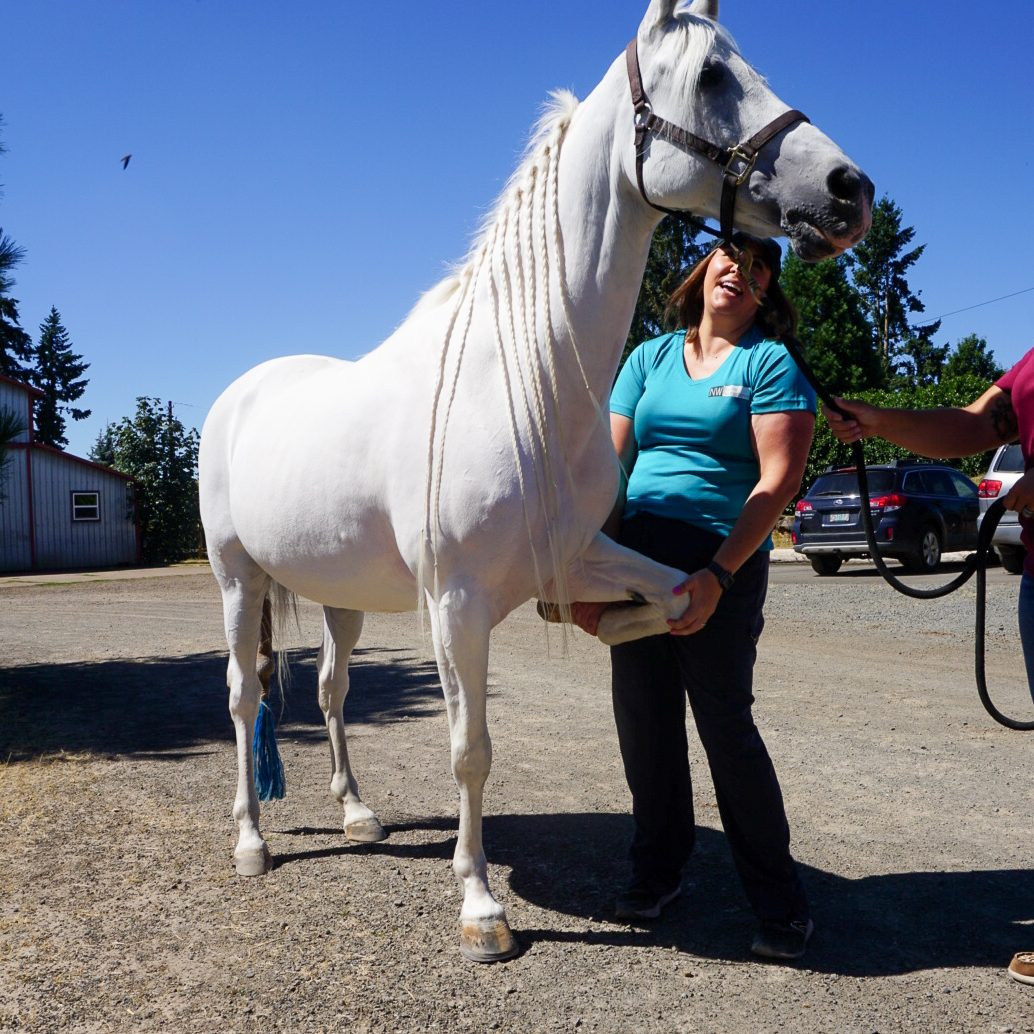 NW Equine Performance | Equine Sports Medicine in Mulino, OR